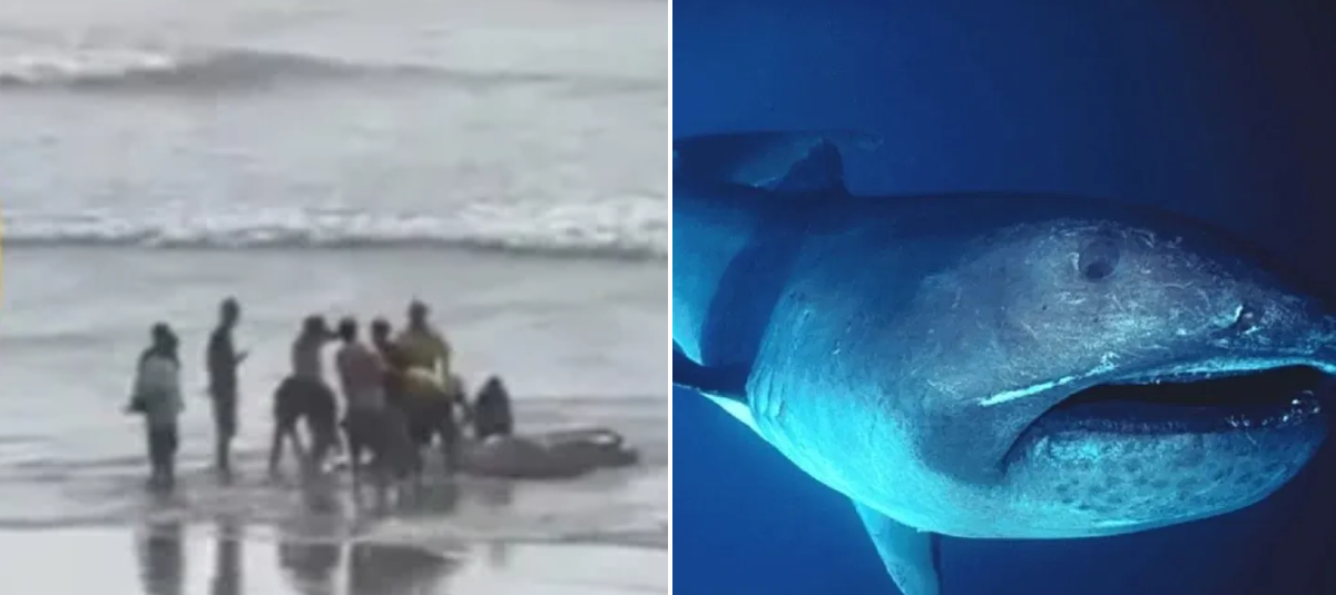Tiburón megaboca, especie rara de ver, apareció en playa de Perú: hubo ...