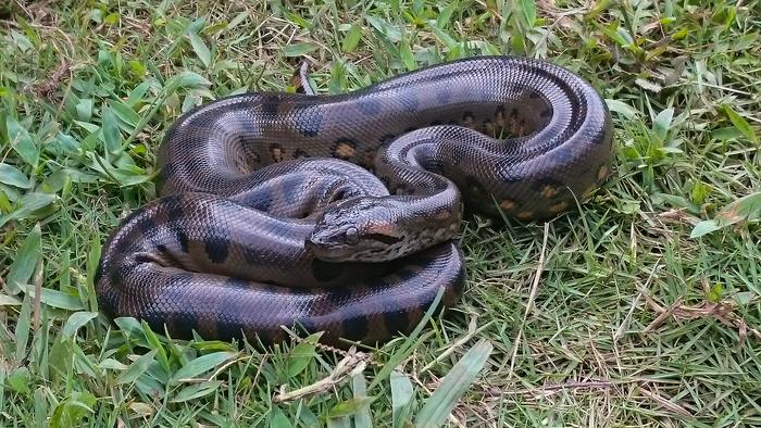 Las anacondas han sido animales gigantes desde hace 12 millones de años ...