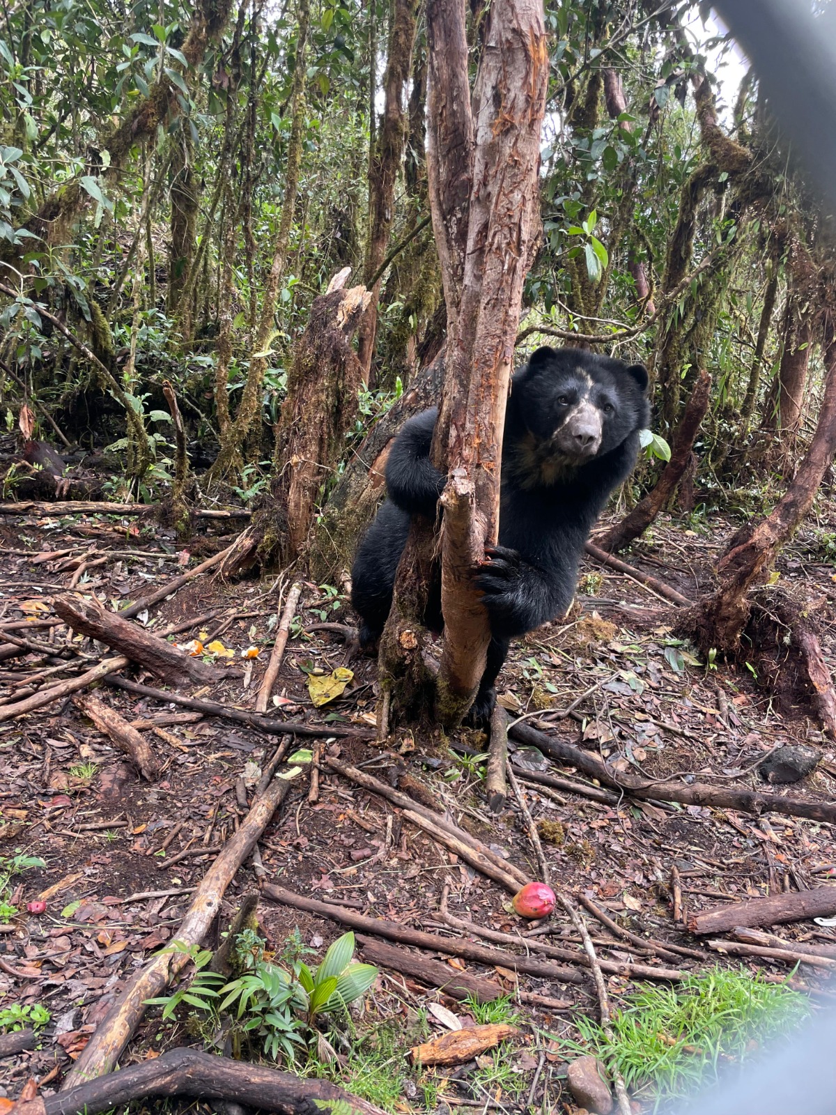 Tamá, el oso andino que se escapó del Parque Jaime Duque, regresará a ...