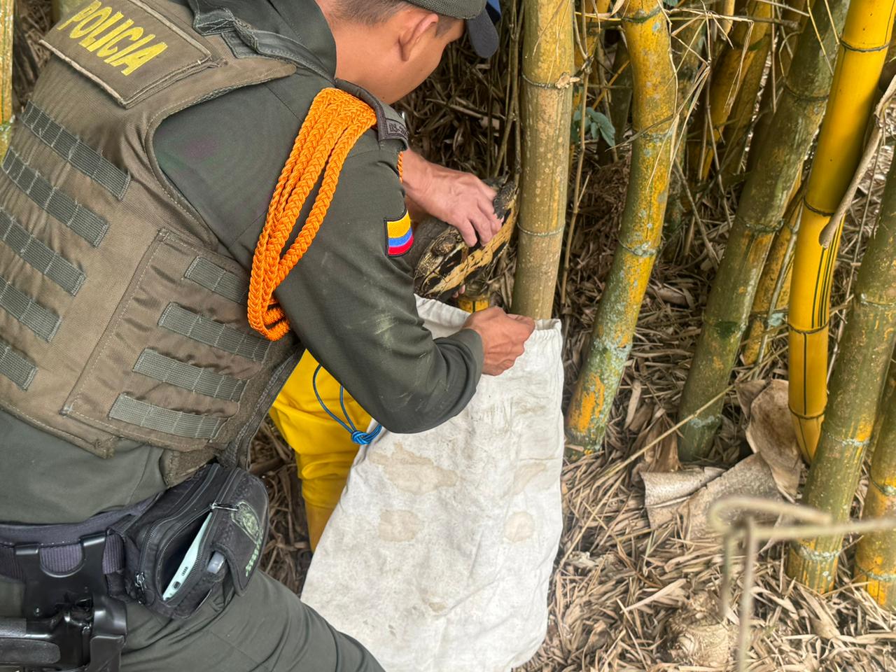 Dos babillas y una tortuga fueron recuperadas en Pacho, Cundinamarca ...
