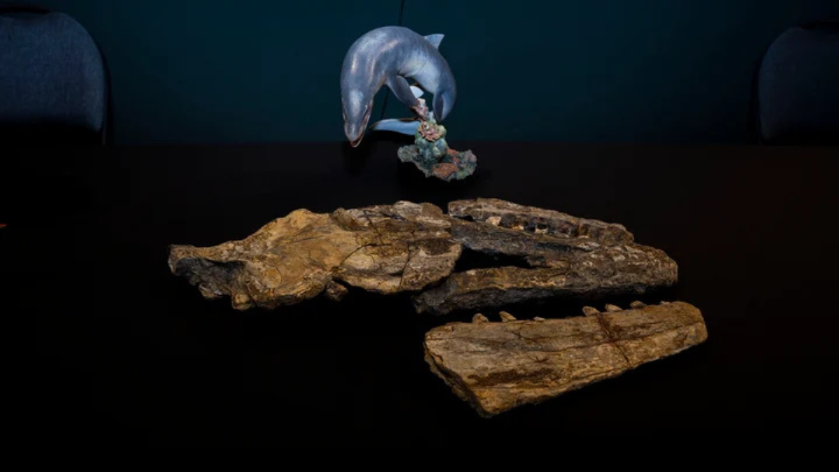 Identifican nueva especie de mosasaurio en el noreste de México: vivió ...