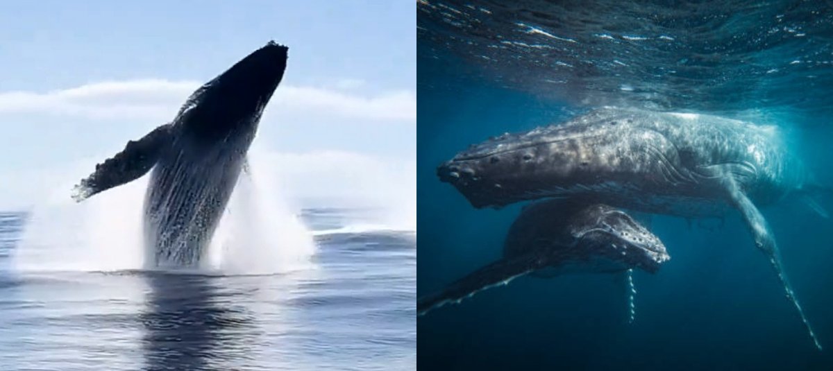 Impresionantes imágenes captan espectáculo de ballenas jorobadas ...