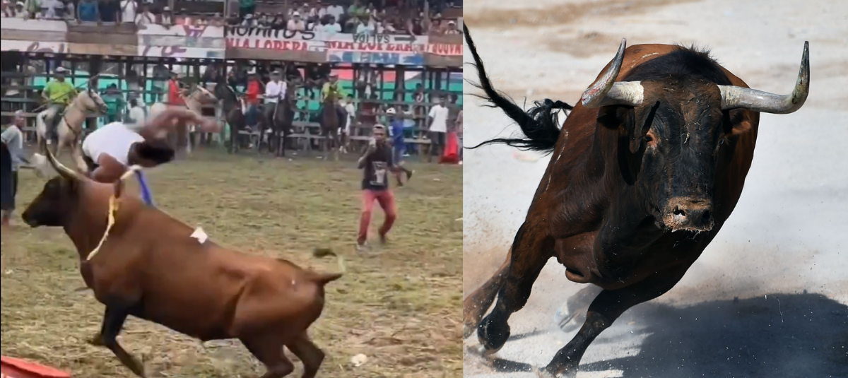 Toro embistió a un hombre en una corraleja y le causó la muerte; el ...