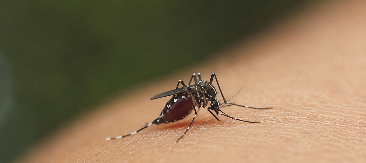 ¿Erradicar a los mosquitos? El debate científico frente al animal más ...