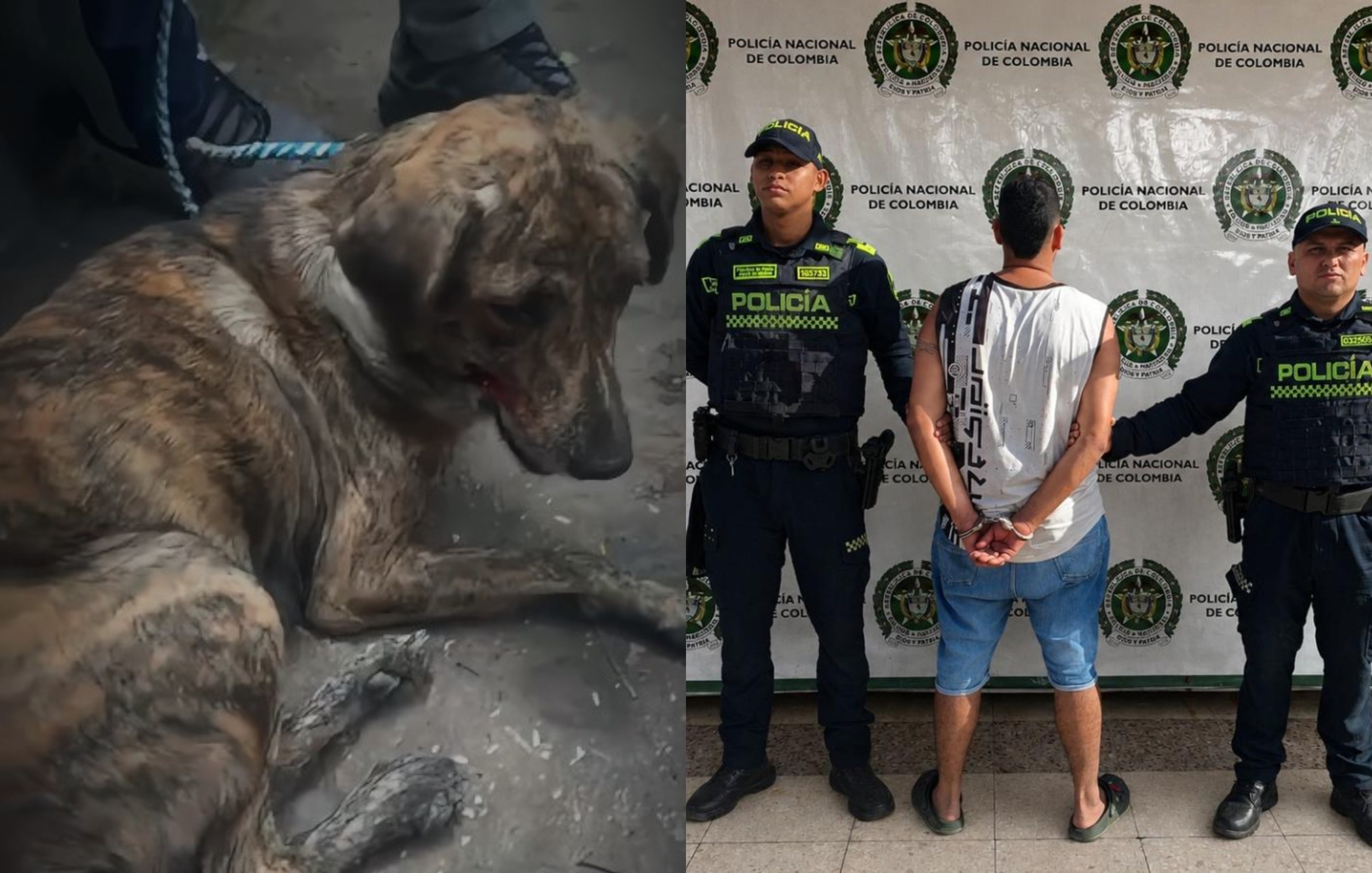 Indignación en Neiva: capturan al hombre que atacó con machete al perro ...