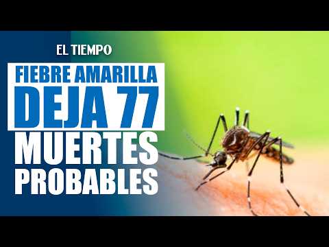 Alerta por fiebre amarilla en Colombia: 77 fallecidos y Tolima ...